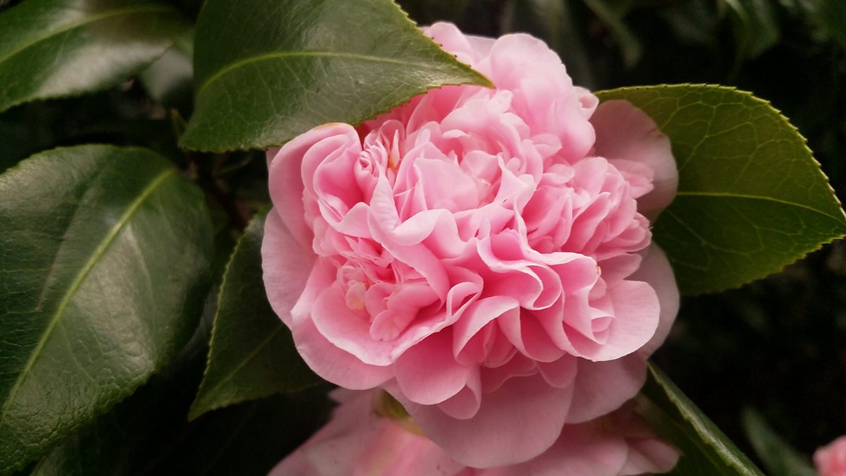 BBC Radio 4 - Gardeners' Question Time, Glasgow