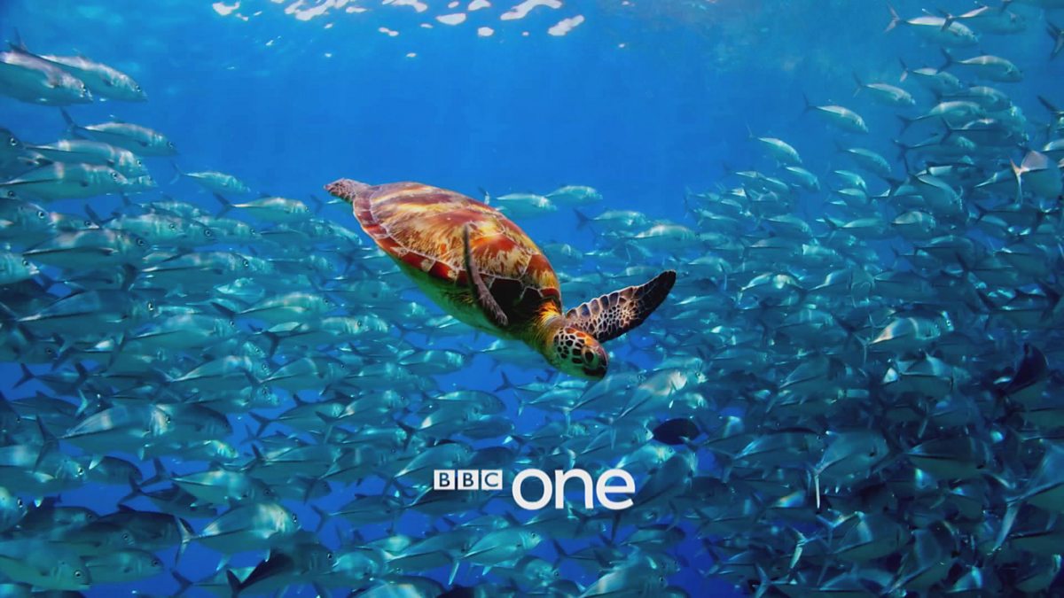 BBC One - Blue Planet Live, Launch Trail: Blue Planet Live