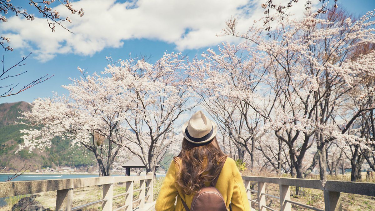 BBC Radio 4 - 'Cherry' Ingram: The Englishman who saved Japan's Blossoms