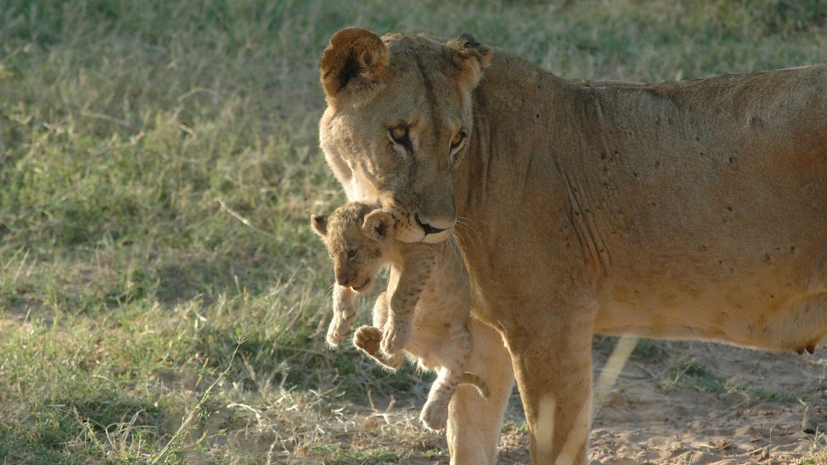BBC World Service - The Conversation, Women saving lions and bears ...