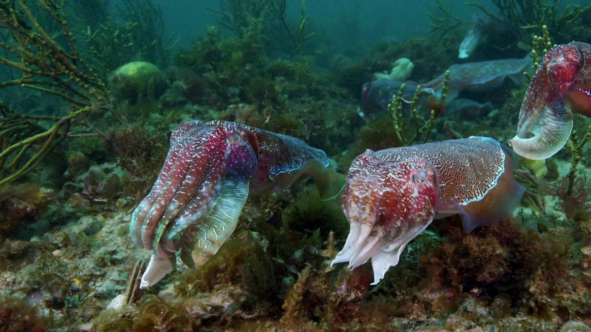BBC Two - Australia: Earth's Magical Kingdom, Series 1, Ocean, Cuttlefish