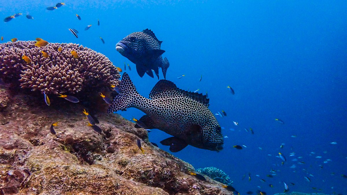 BBC One - Blue Planet Live, Series 1, Episode 2, Blue Planet Live ...