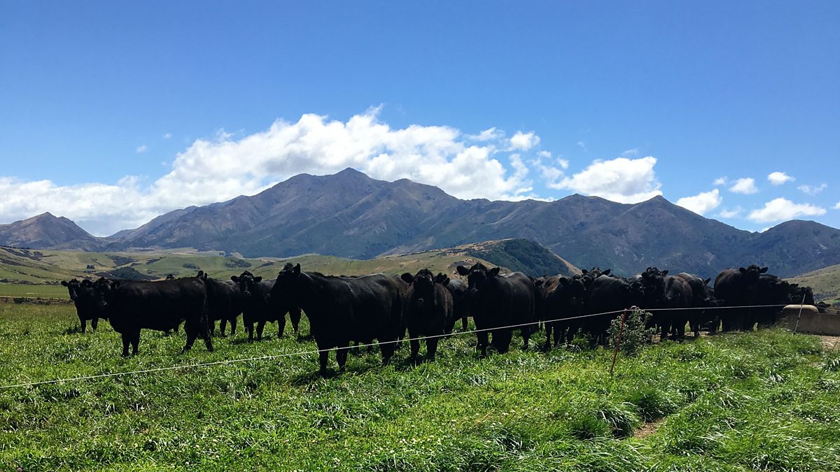 S4C - Ffermio: Gareth yn Seland Newydd