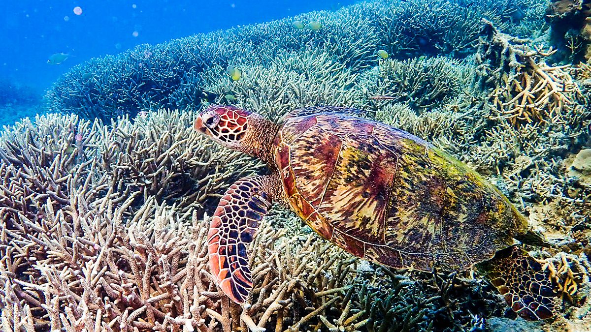 BBC One - Blue Planet Live