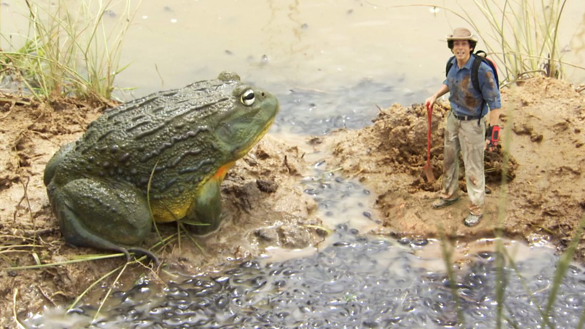 BBC iPlayer - Andys Wild Adventures - Series 2: 15. Bull Frogs