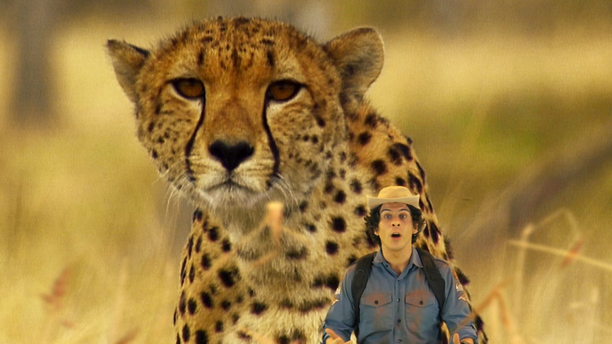 BBC iPlayer - Andys Wild Adventures - Series 2: 20. Cheetahs
