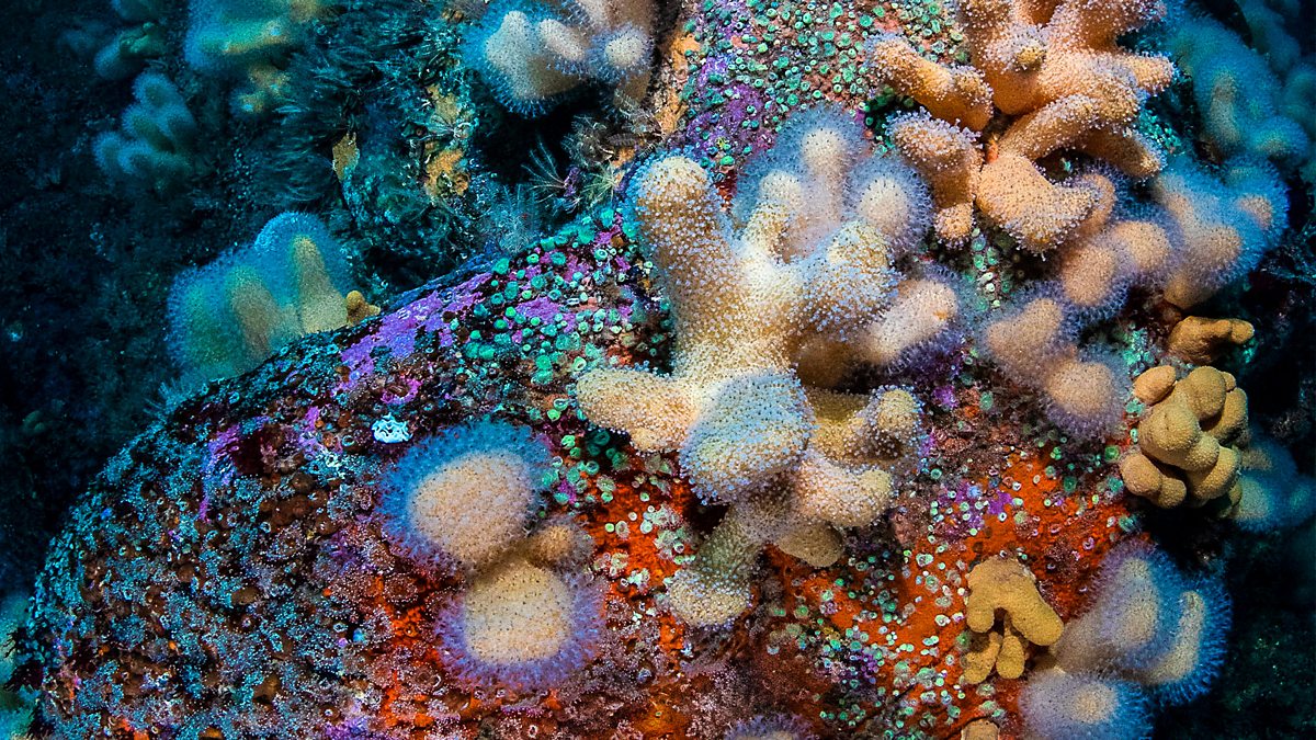 BBC One - Blue Planet UK, Series 1, Episode 5 - Clips