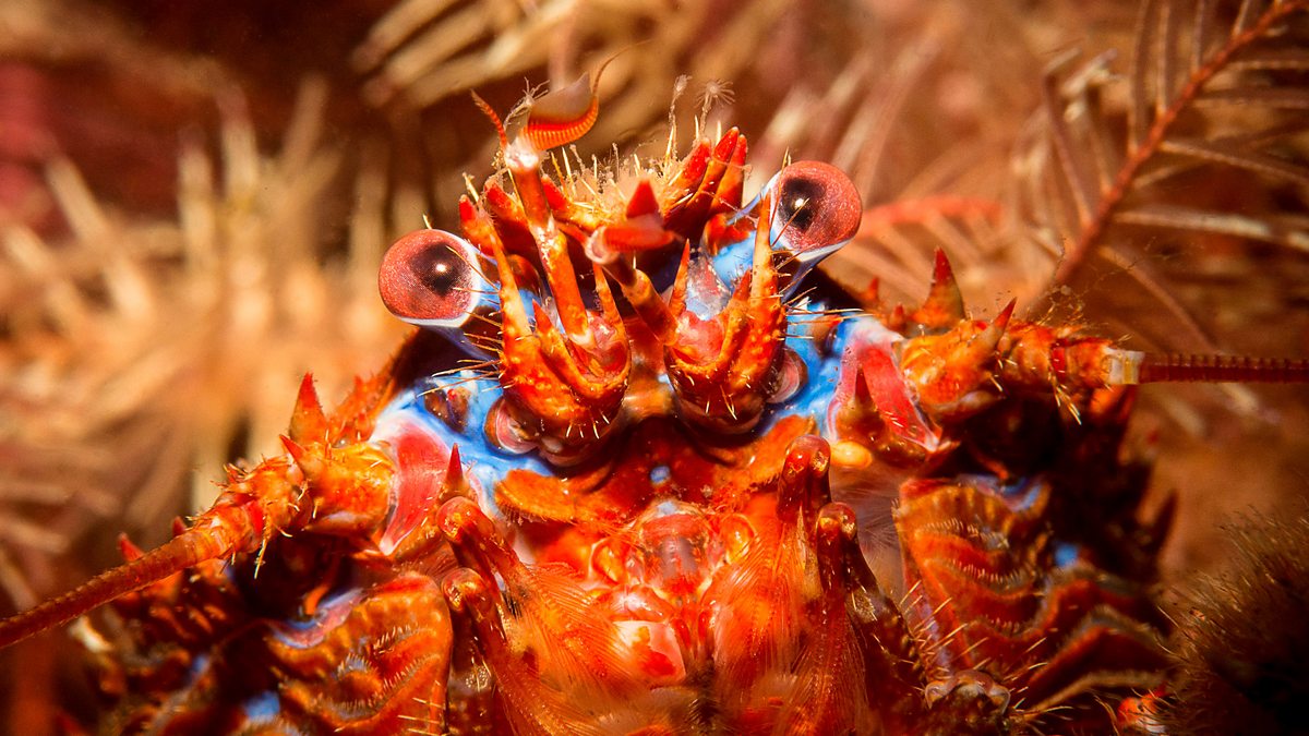 BBC One - Blue Planet UK, Series 1, Episode 4 - Clips