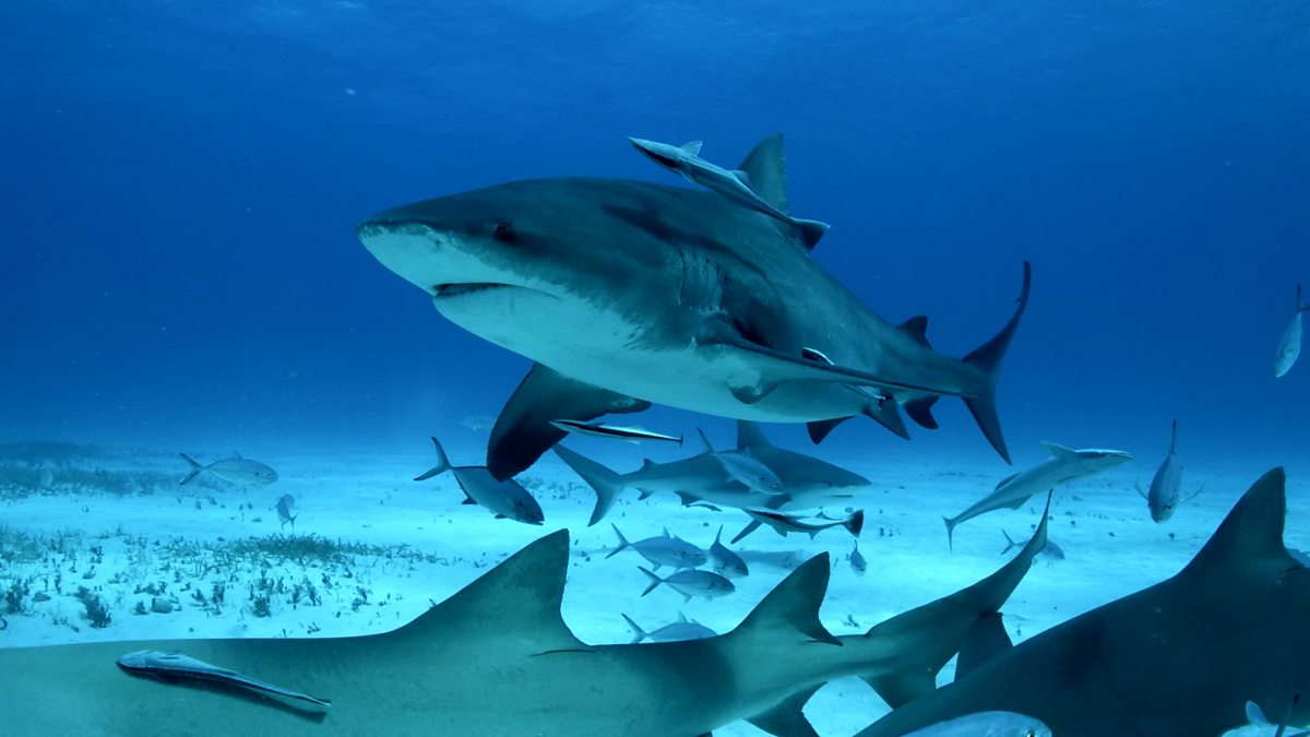 BBC One - Blue Planet Live, Series 1, Episode 1, Steve Backshall dives ...