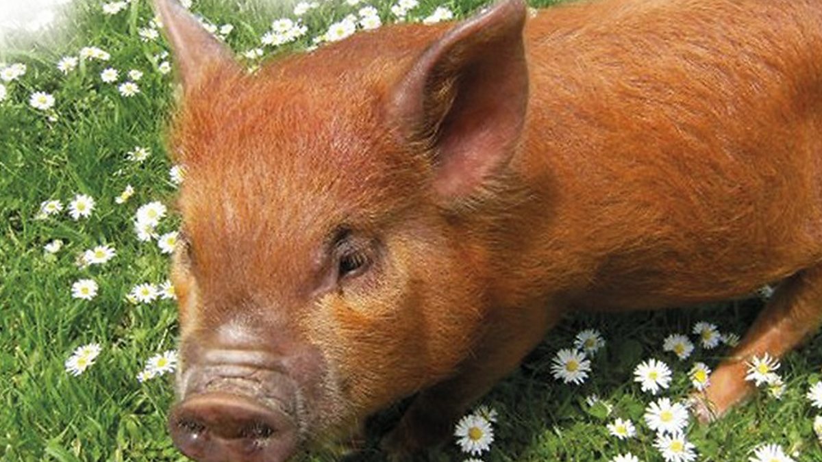 BBC Radio Scotland - Slice Of Life, 2019, Autistic Boy's Pet Pig