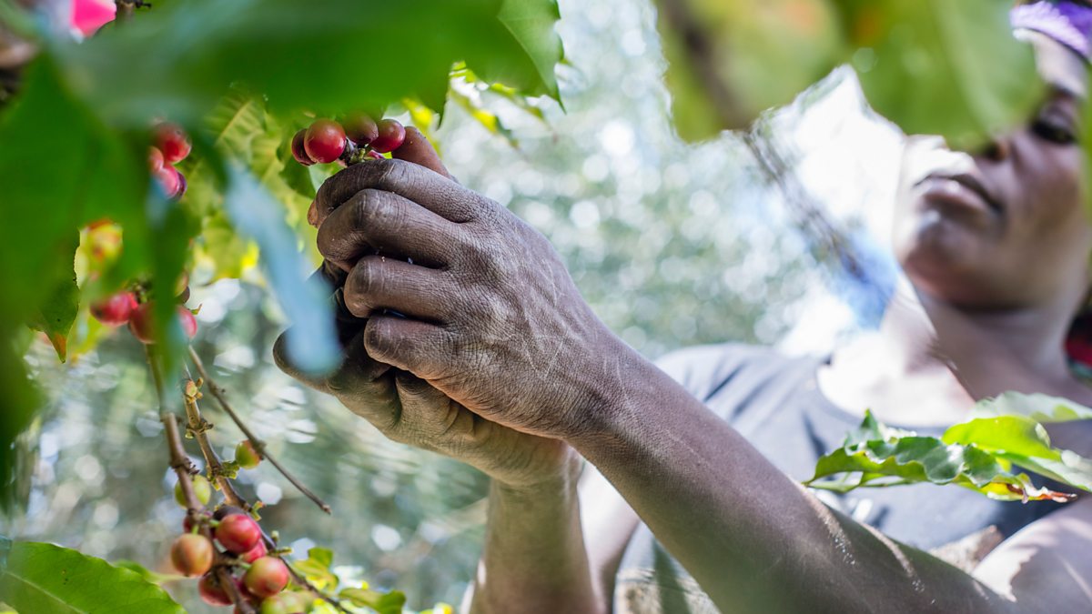 BBC World Service TV - Money Daily, Why most African coffee farmers ...