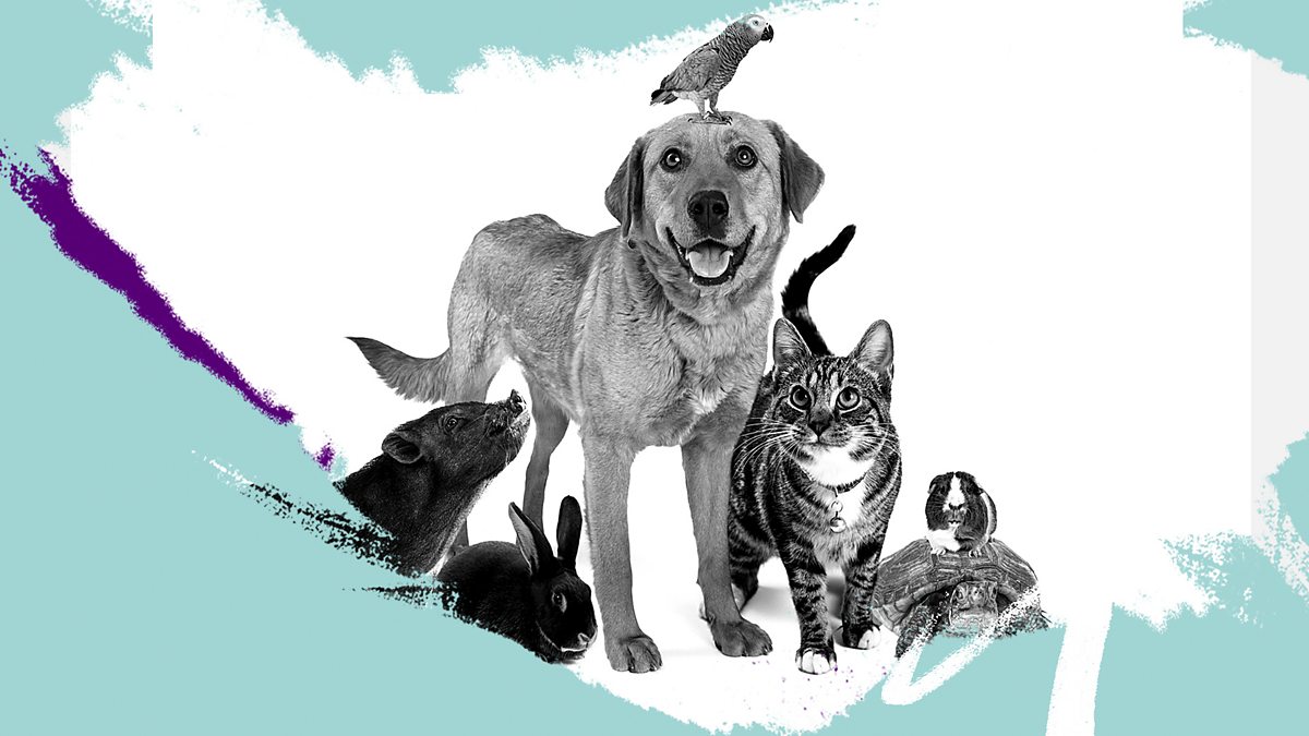 bbc-sounds-mixes-pet-sounds-pet-sounds