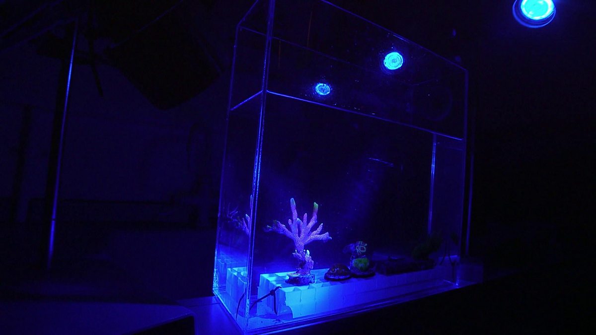 BBC One - Blue Planet UK, Series 1, Episode 4, A world first, as corals ...