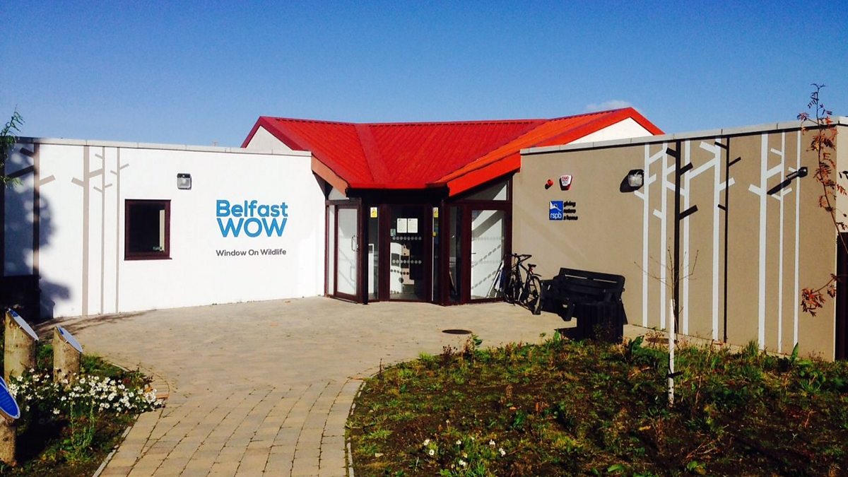 BBC Radio Ulster - Gardeners' Corner - RSPB Window on Wildlife Planting ...