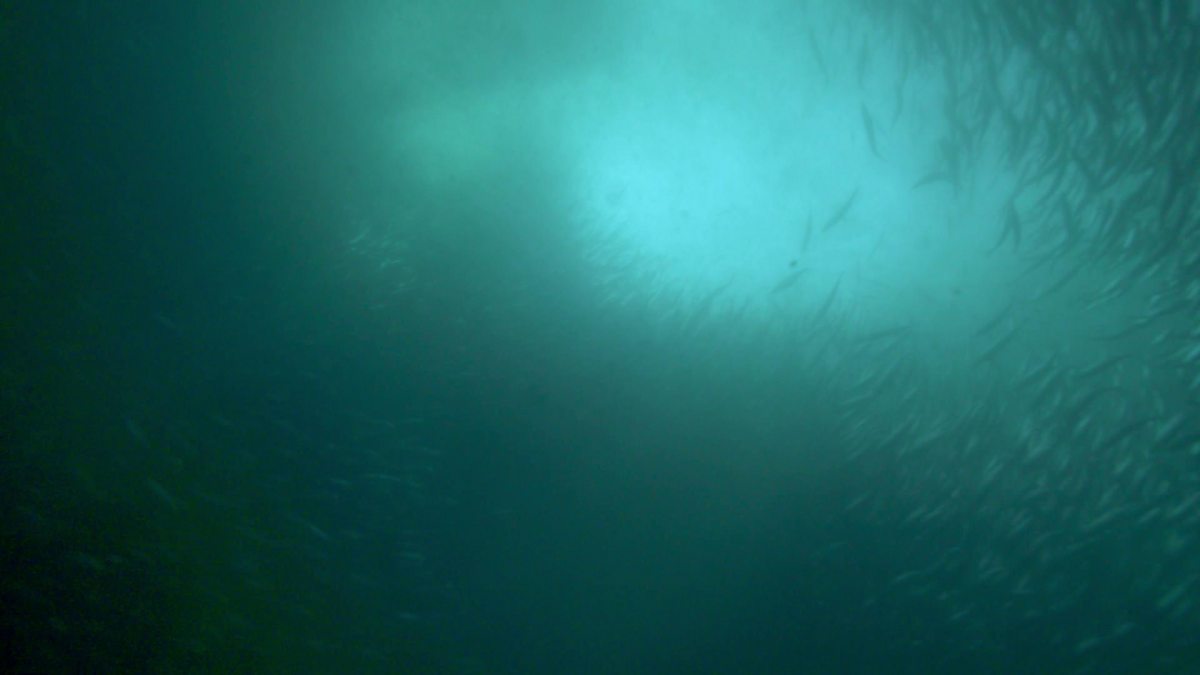 BBC One - Blue Planet UK, Series 1, Episode 5, Herring have not been ...