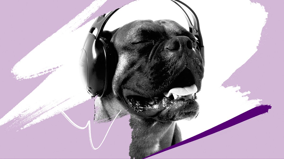 BBC Sounds Mixes - Sounds for Hounds