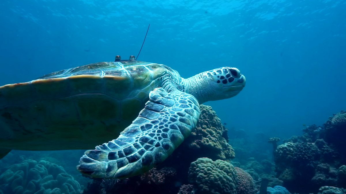 BBC One - Blue Planet Live, Series 1, Episode 3, Rescue turtle turned ...