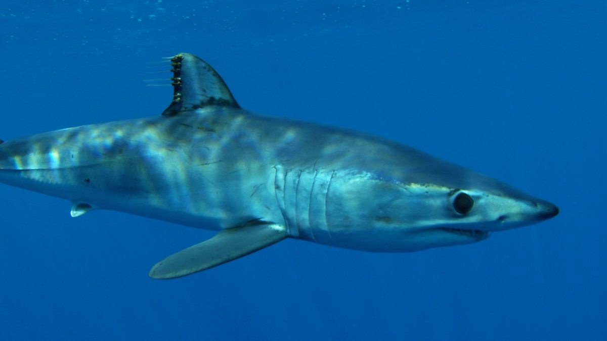 BBC One - Blue Planet Live, Series 1, Episode 3, Fastest shark in the ...