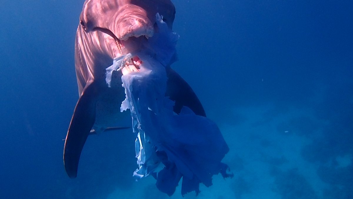 BBC One - Blue Planet Live, Series 1, Episode 3, These dolphins are ...