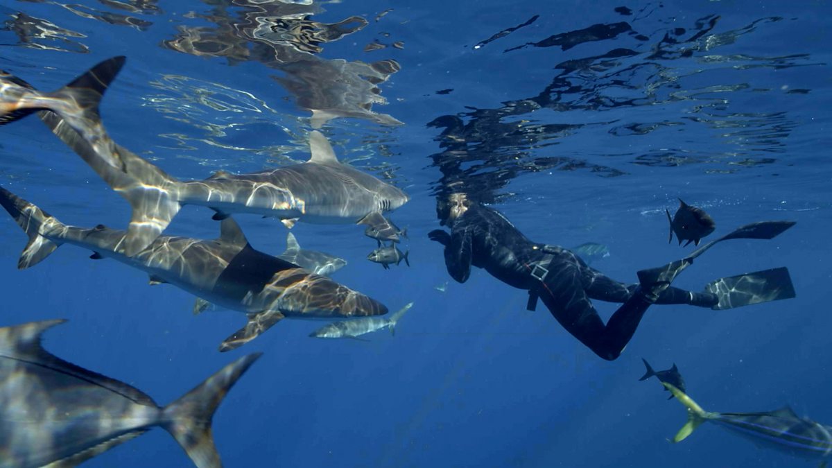 BBC One - Blue Planet Live, Series 1, Episode 4, Silky sharks are in ...