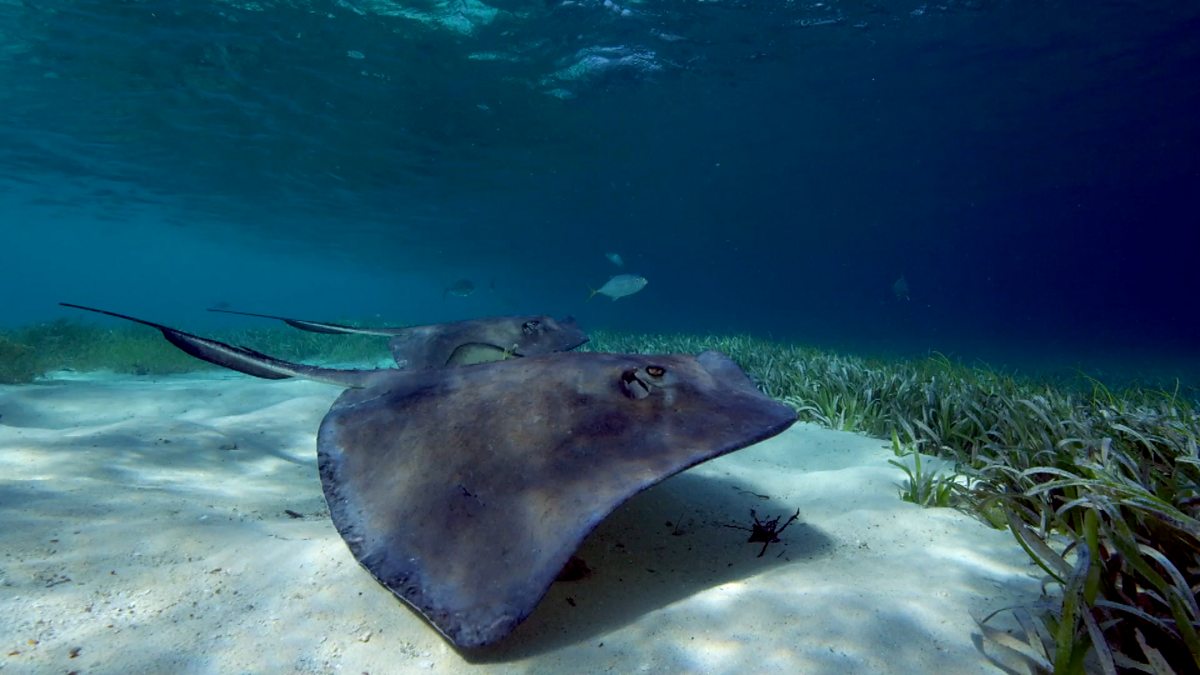 BBC One - Blue Planet Live, Series 1, Episode 4, A ray of hope?