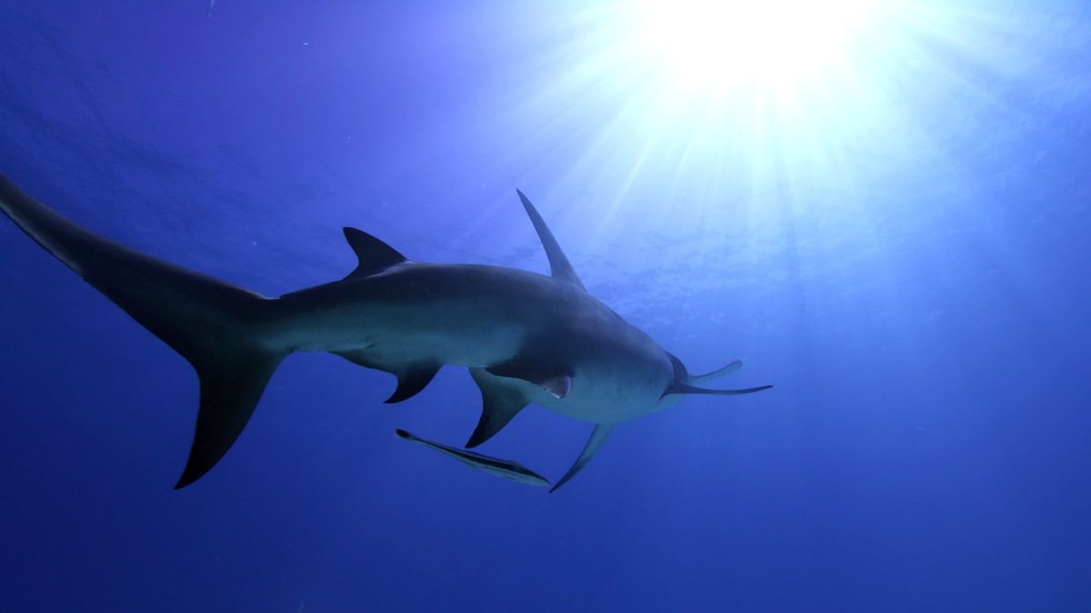 BBC One - Blue Planet Live, Series 1, Episode 4, Farewell from Blue ...