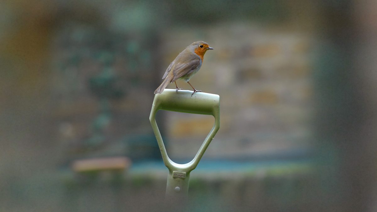 BBC Radio Manchester - Phil Trow, Trainspotting Live, Holly bushes and ...