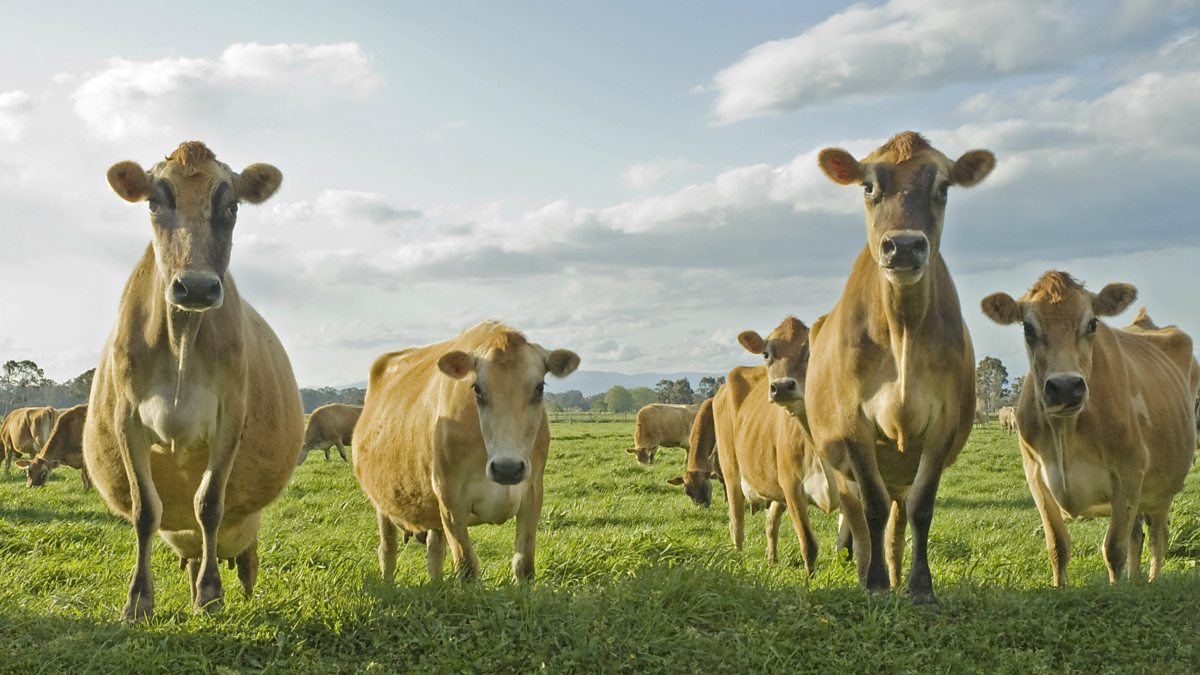 BBC World Service - The Food Chain, How to tell a food story, Balance ...