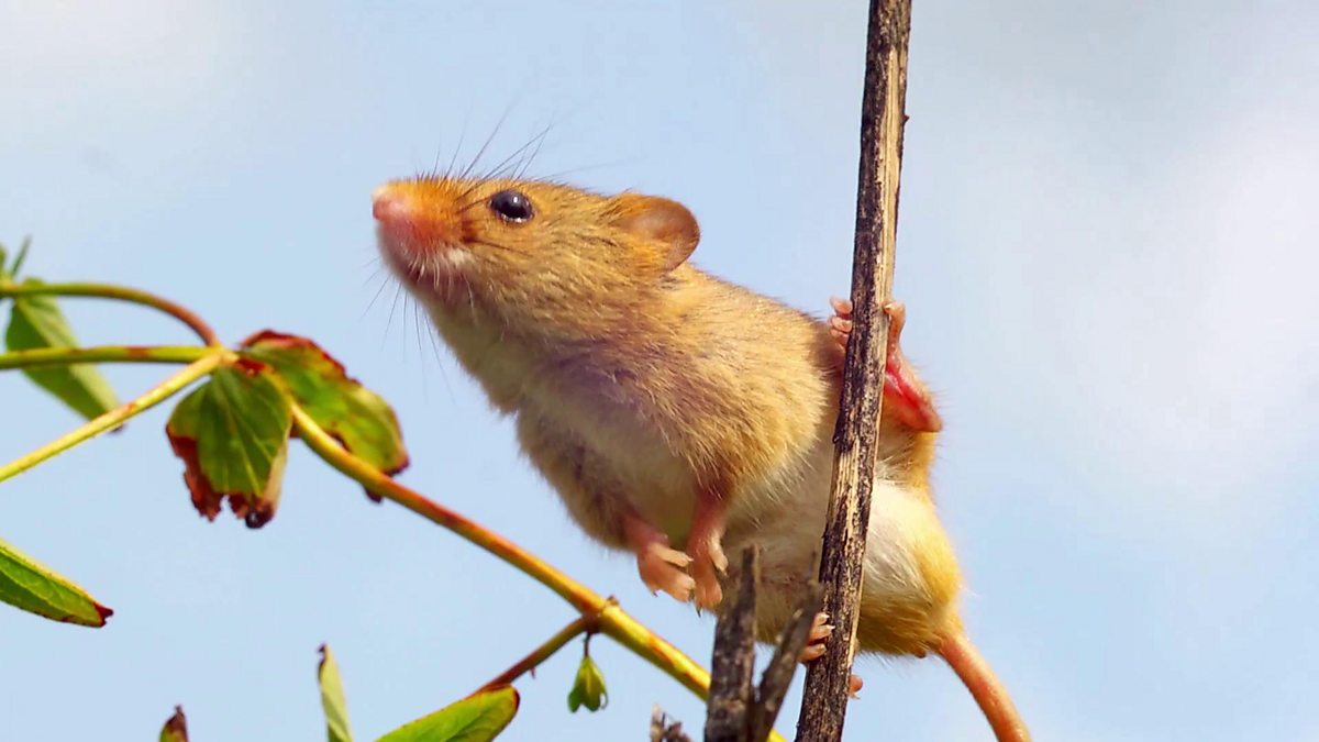 BBC One - Wales: Land of the Wild, Series 1, Episode 3, Wales's ...