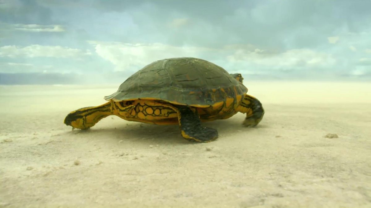 BBC One - Earth from Space, Series 1, Patterned Planet, The Brazilian ...