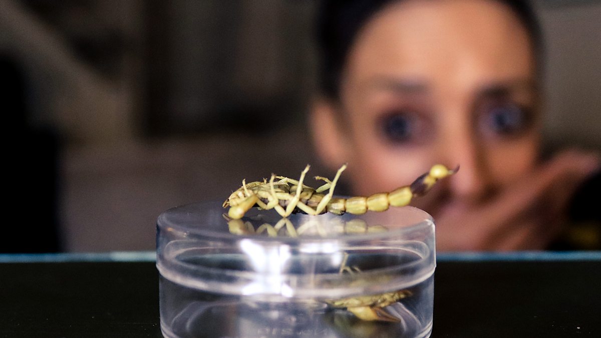 BBC News - Grubs Up: Would You Eat Insects to Save the Planet?
