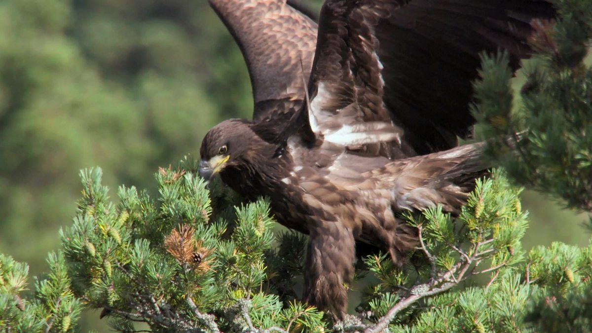 BBC Scotland - Born to Be Wild, Series 1, White-tailed Eagle, One of ...