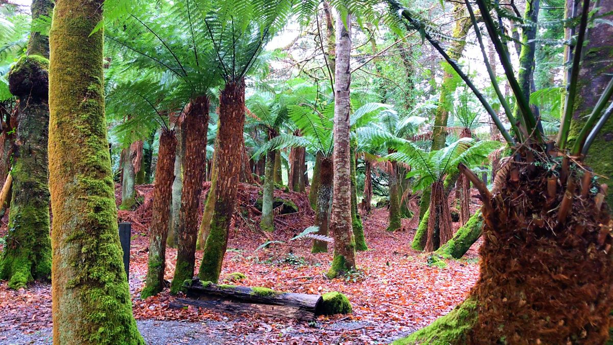 BBC Radio Ulster - Gardeners' Corner, An Irish rainforest