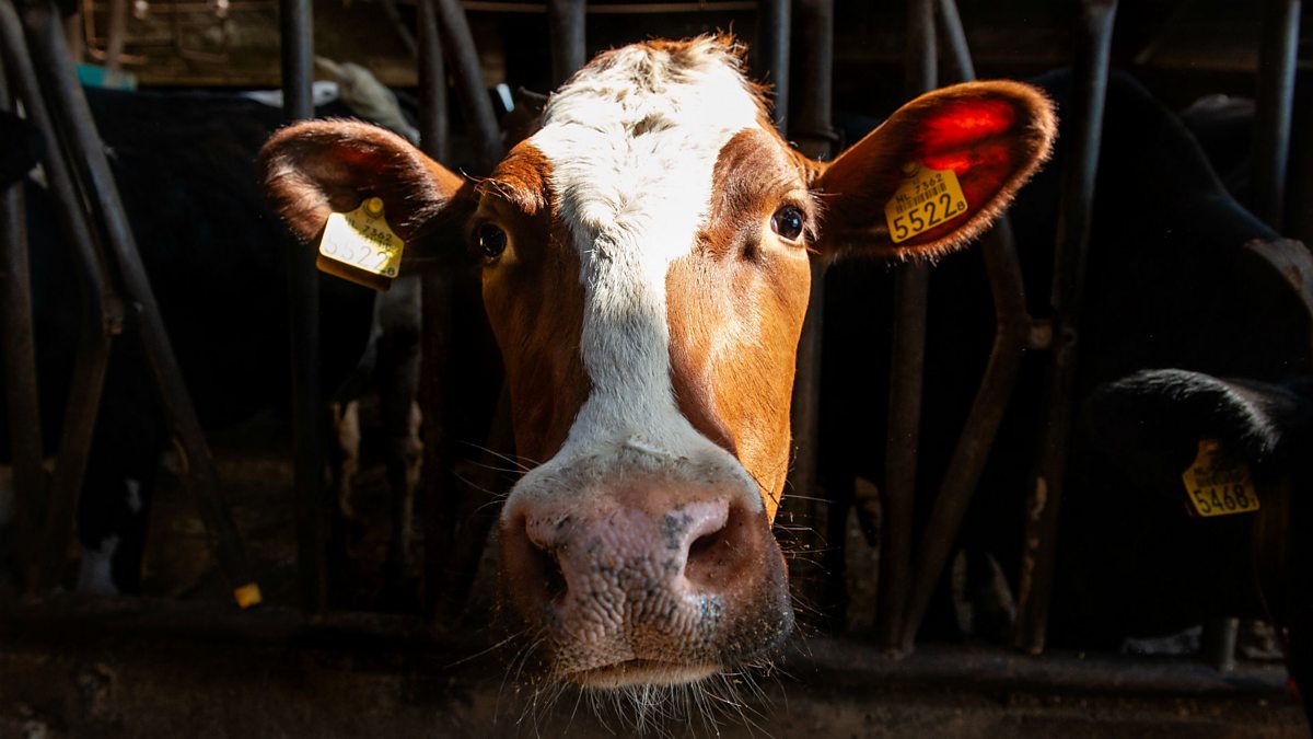 BBC World Service - Newsday, Could low emission cows help tackle ...