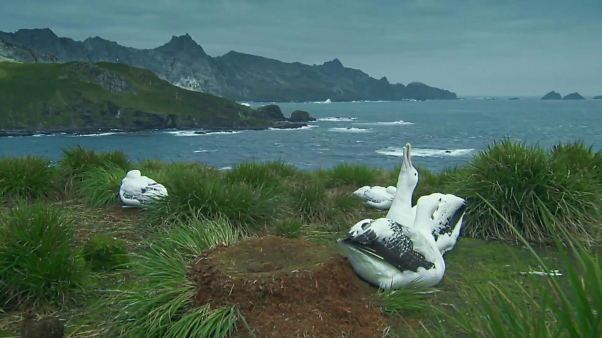 BBC One - Earth from Space, Series 1, Colourful Planet, Animals from space