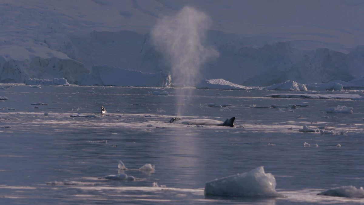 BBC One - Blue Planet Live, Series 1, Episode 1, Whale tagging