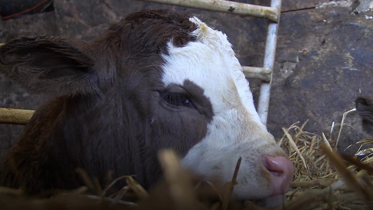 BBC News - Scotland, Cow has quads against all odds