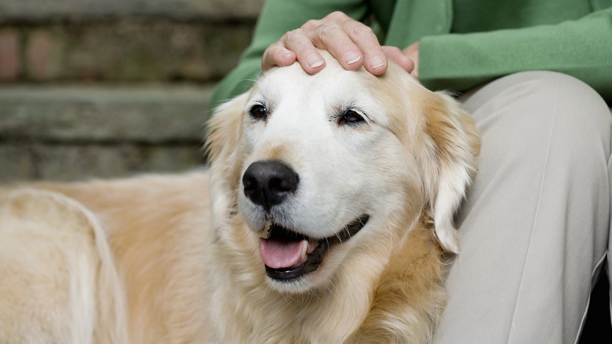 BBC World Service - Outlook, The court dogs helping victims give evidence