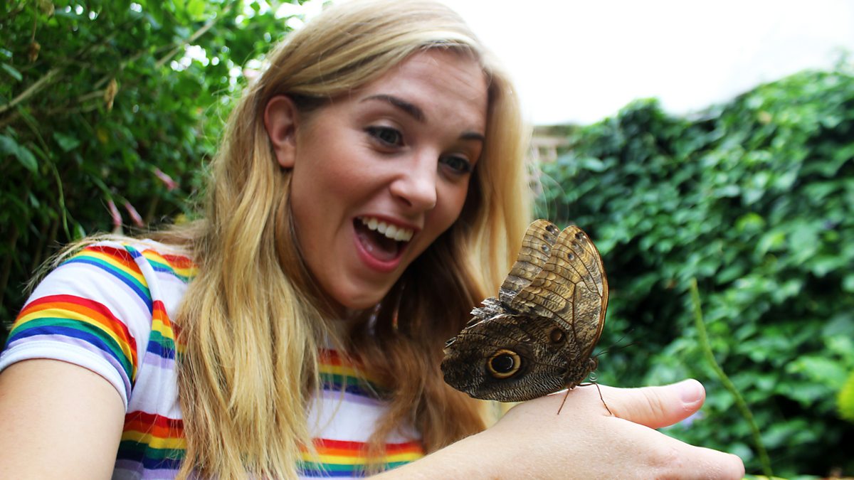 Maddies Do You Know? - Series 3: Butterfly and Wallpaper - BBC iPlayer