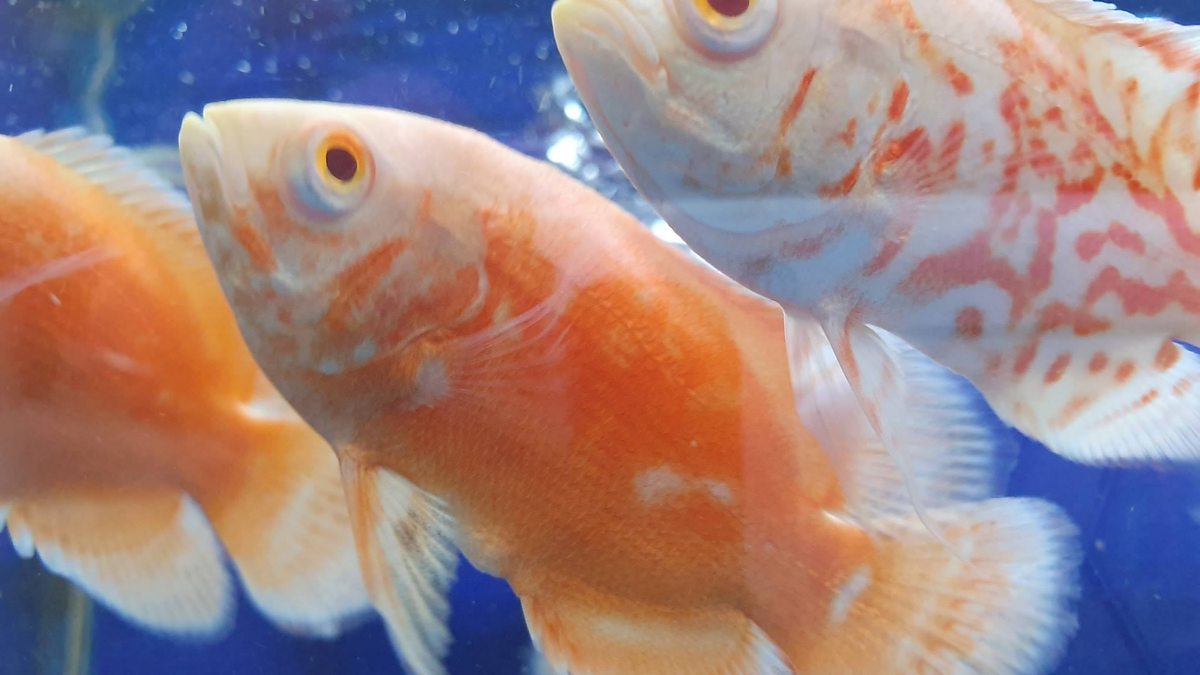 BBC CWR - Phil Upton, 01/05/2019, Fish tortured during shop break-in