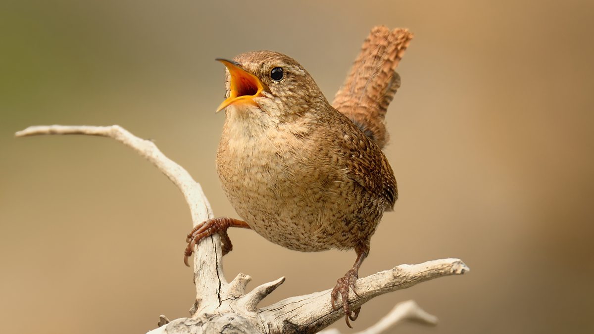 BBC World Service - Discovery, A sense of time, What might birdsong ...