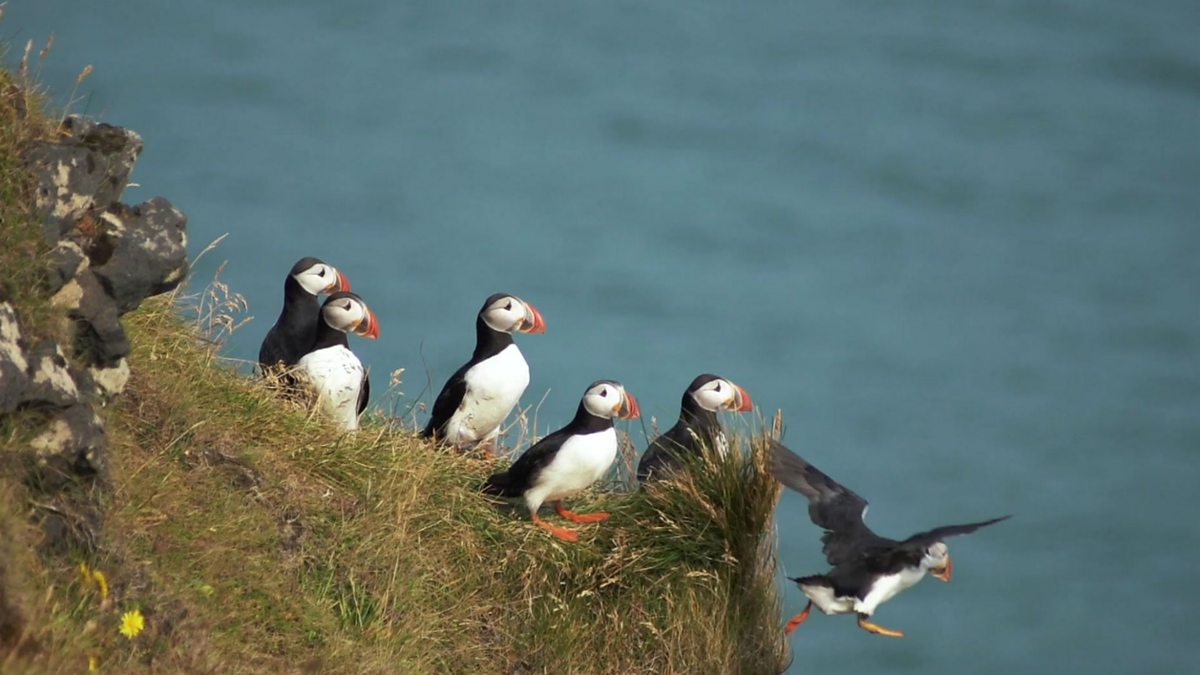 BBC Radio 4 - PM, The joy and mystery of the puffin