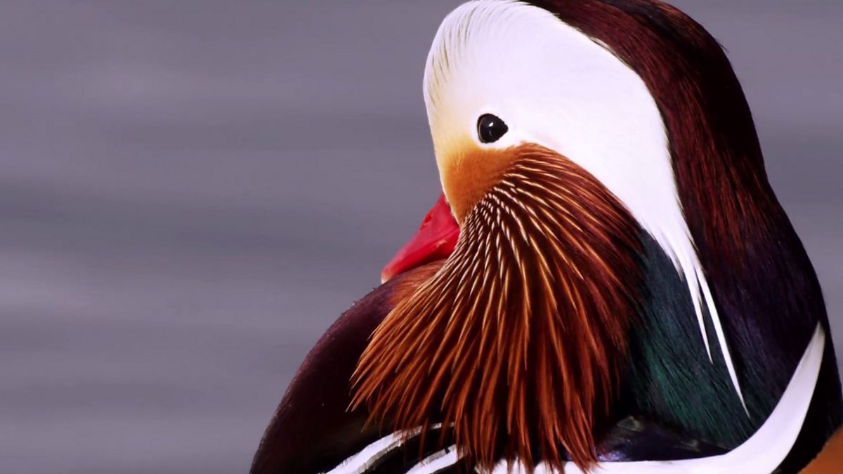 BBC Scotland - BBC Scotland - How a love-struck duck is ruffling ...