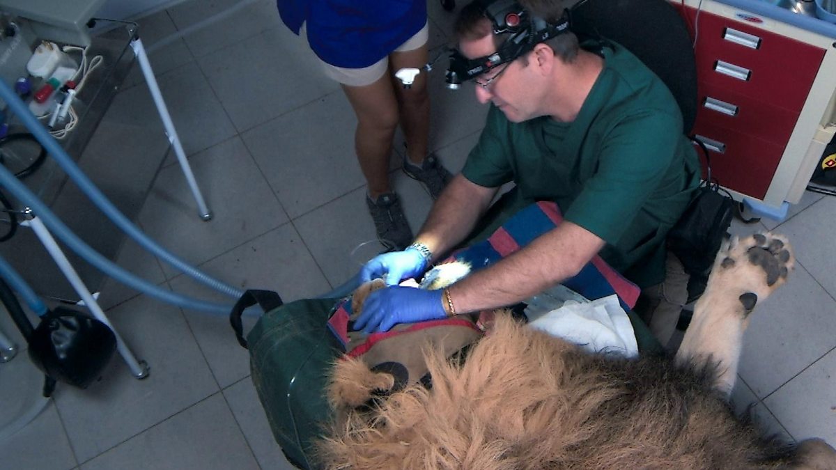 BBC Two - Big Animal Surgery, Series 1, Lion, Ricci the African lion ...