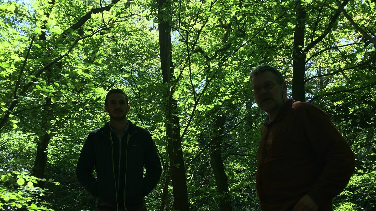 BBC World Service - Science In Action, The World Wood Web