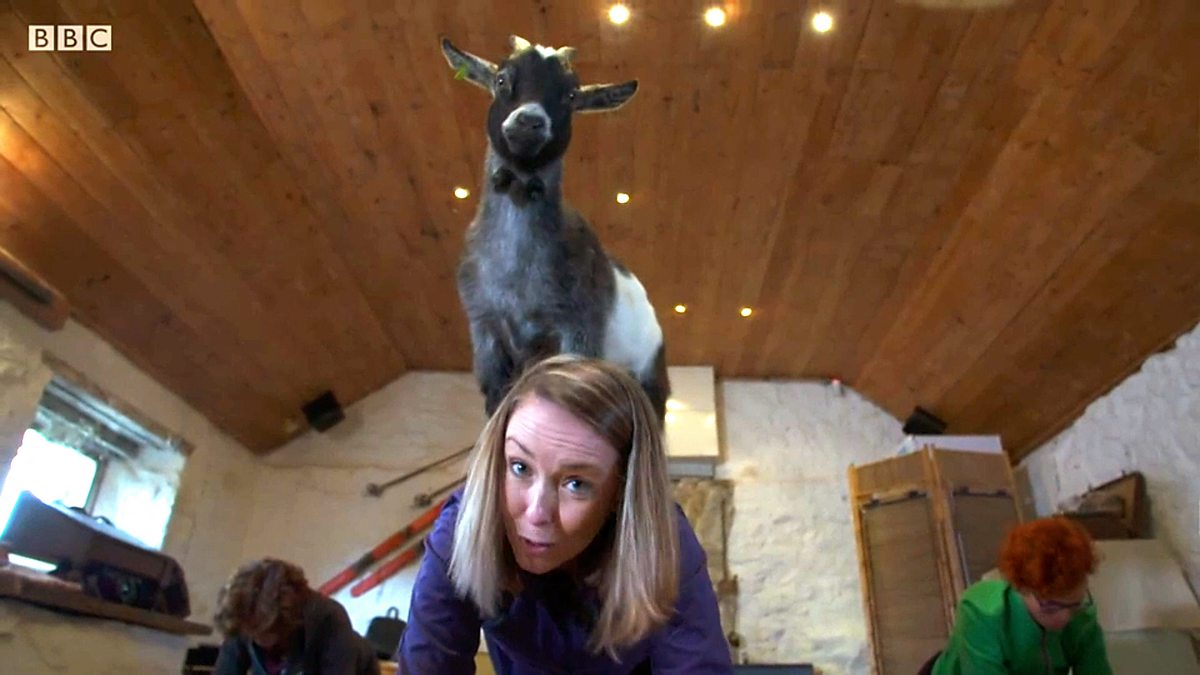 BBC Scotland - BBC Scotland - Feeling gruff? Maybe goat Pilates could ...