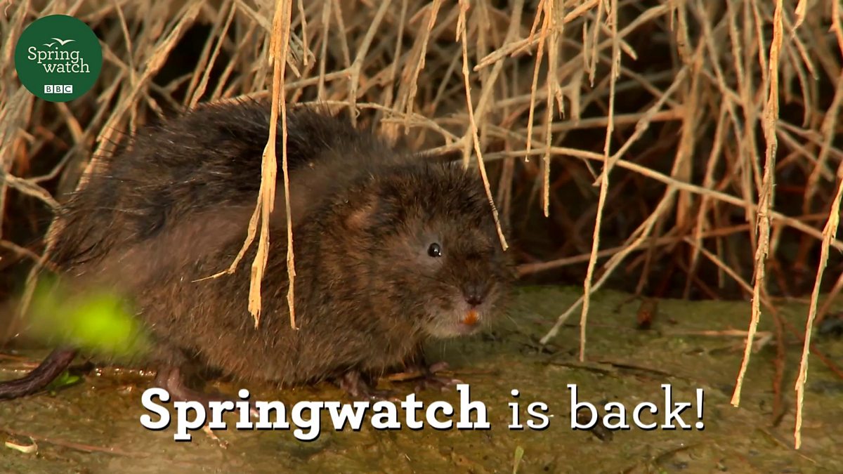BBC Two - Springwatch, Springwatch is back... Nearly!