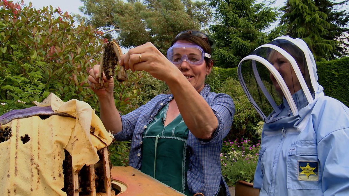 BBC News - The Great Bee Adventure, Episode Two