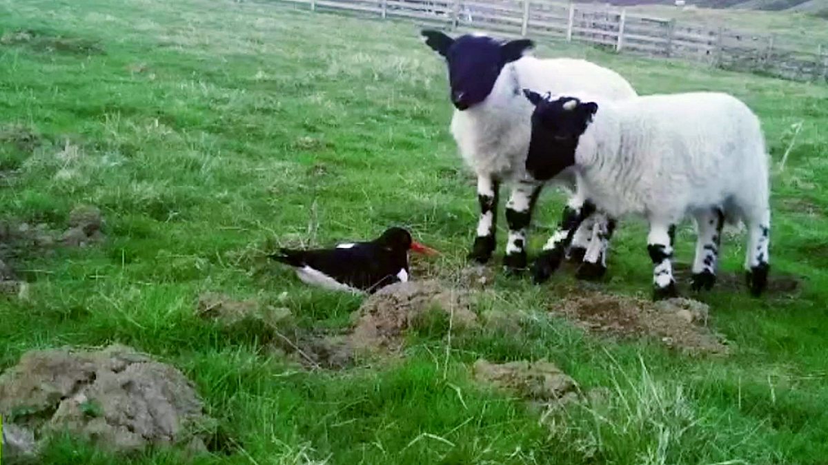 BBC Scotland - BBC Scotland - Fluffy, cute ...and deadly — how sheep ...