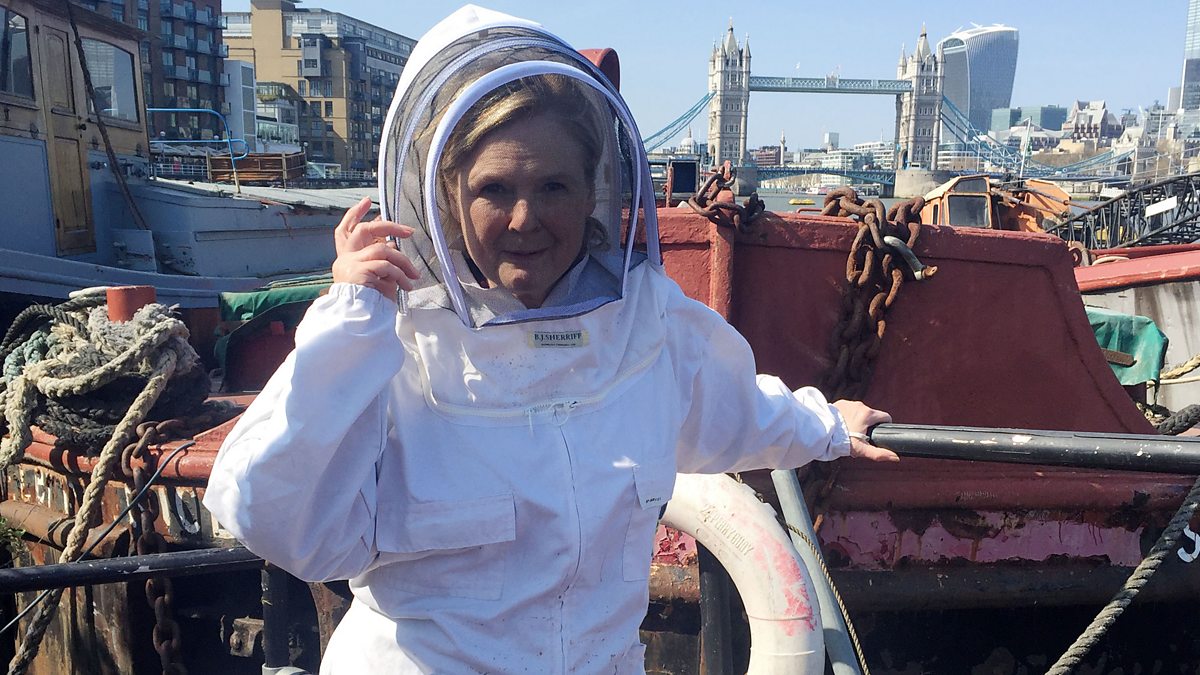 BBC Radio 4 - Building a Better Bee